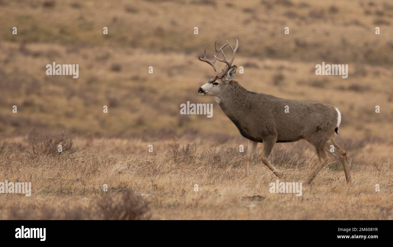 Mule deer buck with a swollen neck during mating season in Montana ...