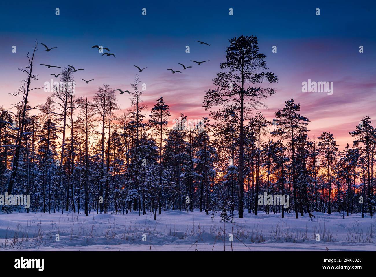 Sunset in a pine forest at Inari in Lapland, Northern Finland Stock ...