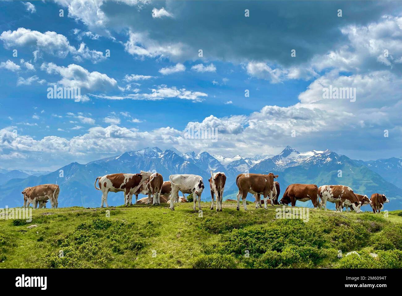 Herd of cattle on a mountaintop at Schmittenhohe in the Austrian Alps ...