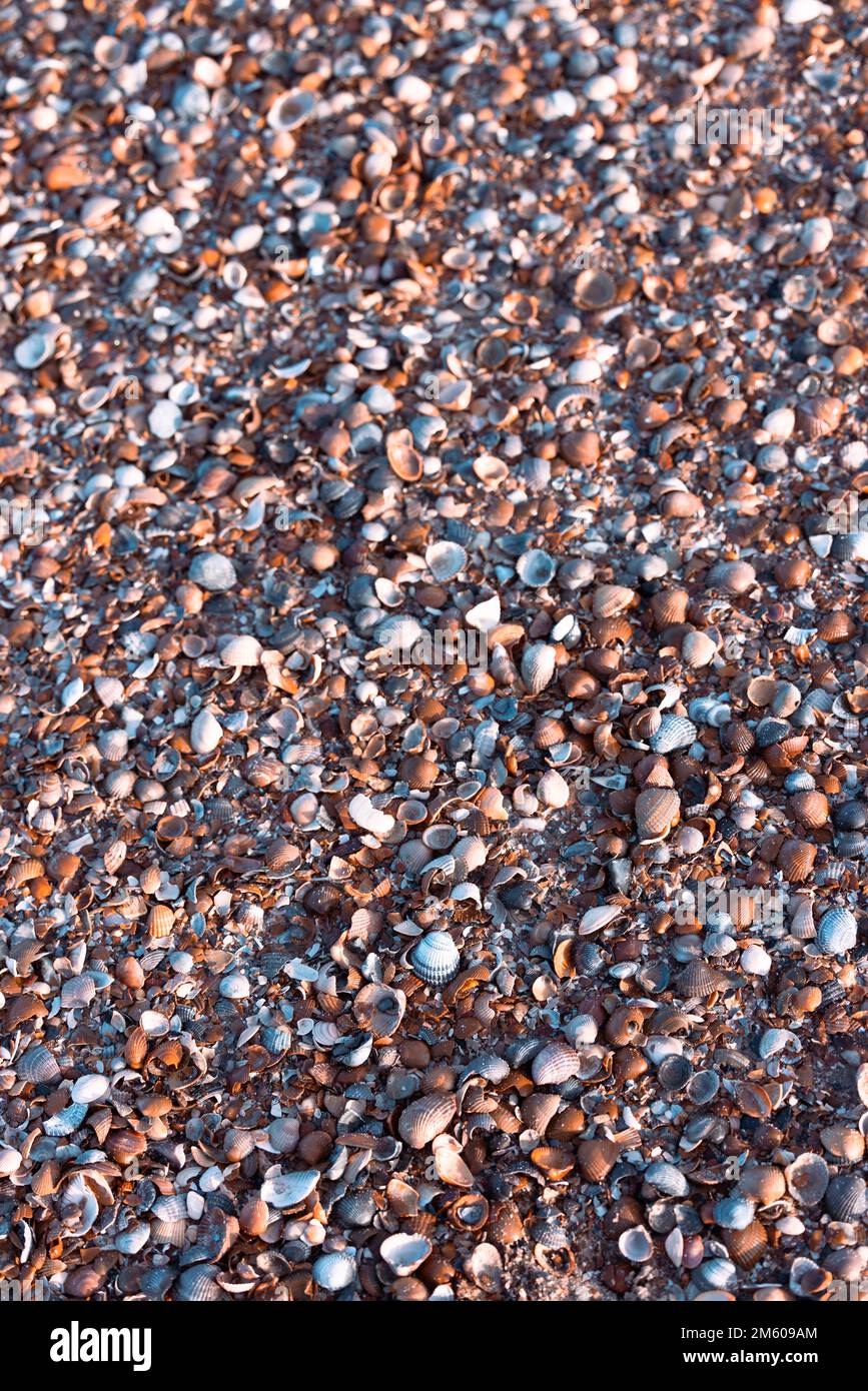 Many colorful shells on the beach at the North Sea in the Netherlands ...
