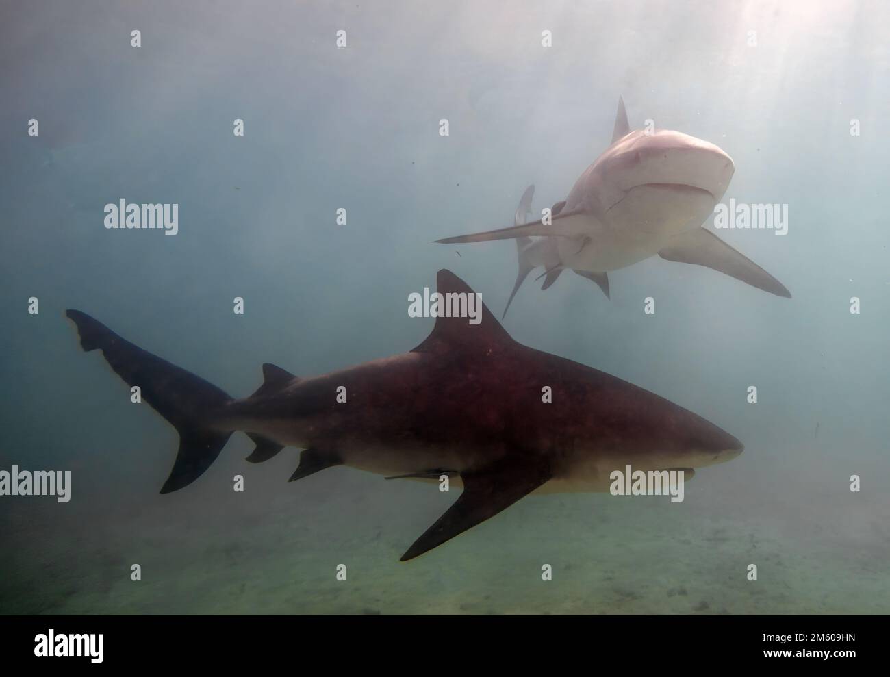 Bull Shark (Carcharhinus leucas) in Bimini, Bahamas Stock Photo - Alamy