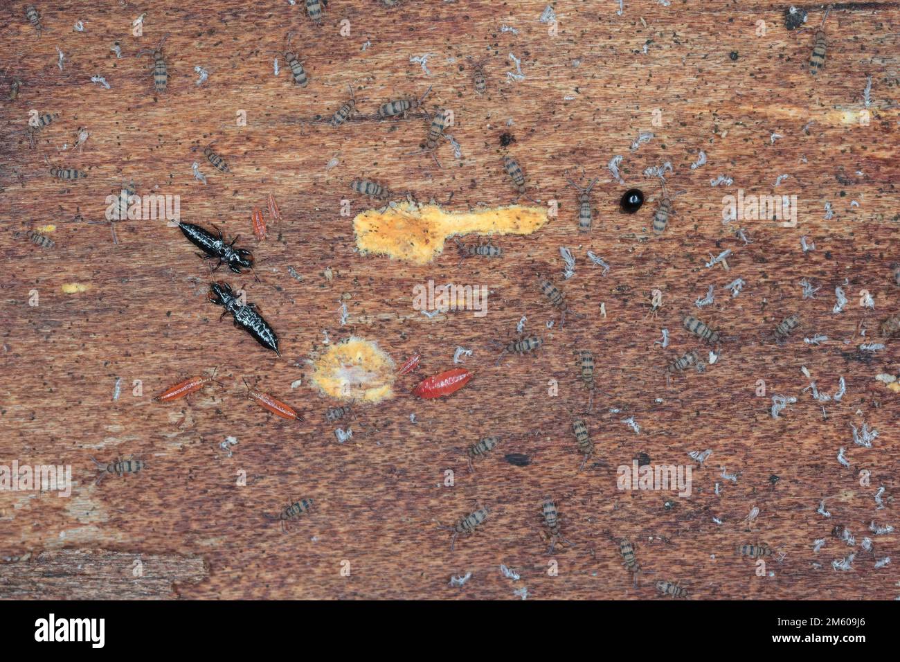 Springtails and thrips, black adults and red nymphs feeding on the ...