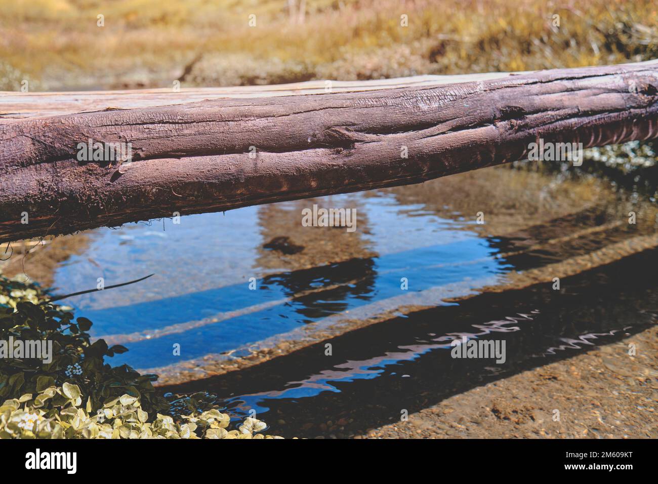 Fallen tree trunk as a bridge over a river in green forest Stock Photo ...