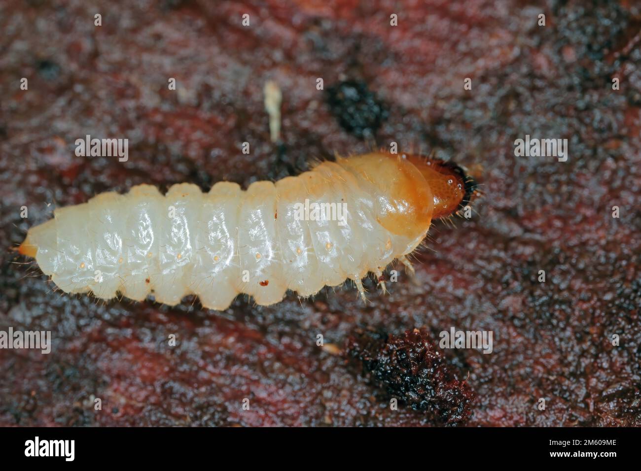 The larva of a beetle of the goat family, Cerambycidae, Rhagium under ...