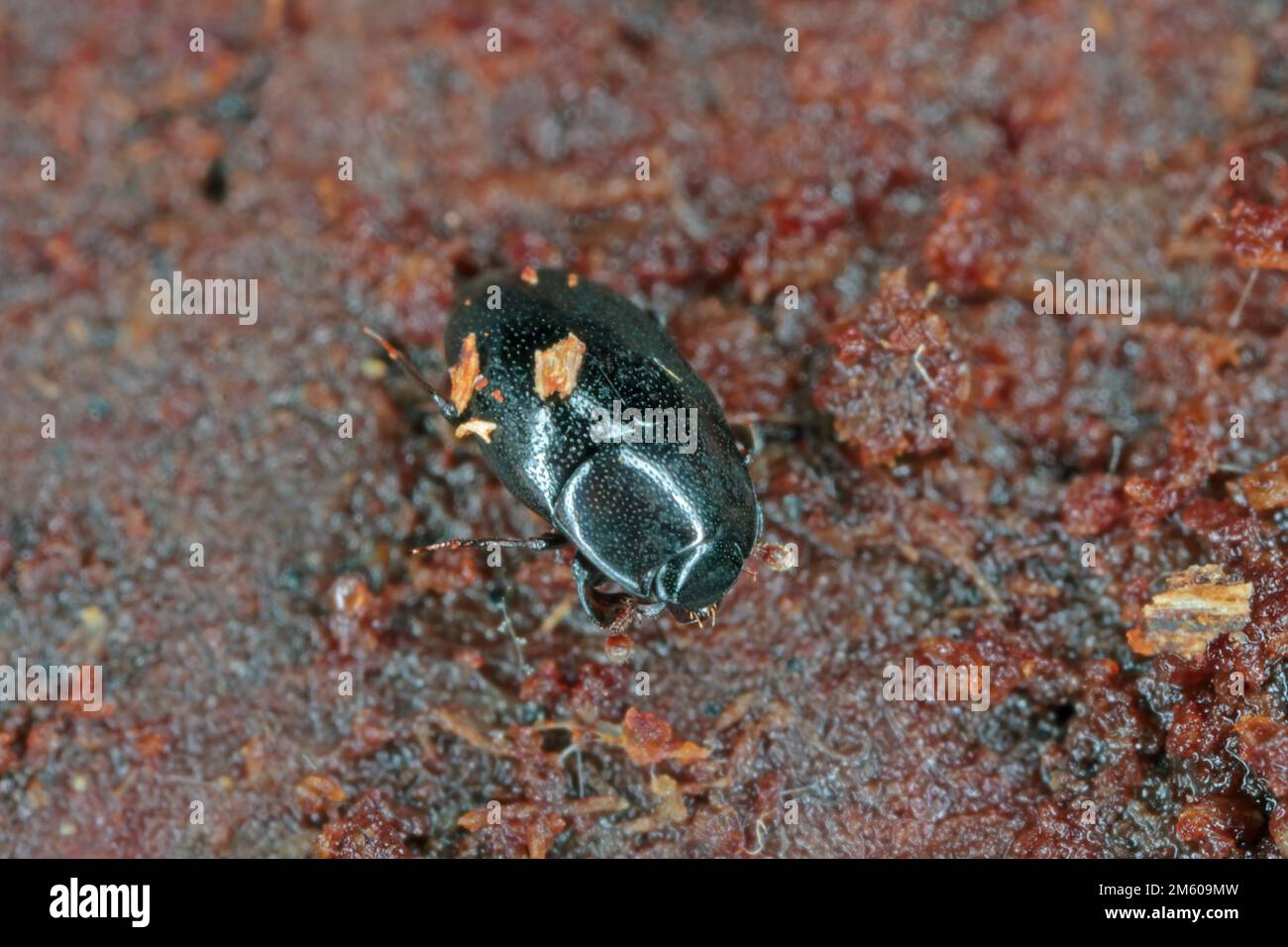 A small beetle of the family Histeridae commonly known as clown beetles ...