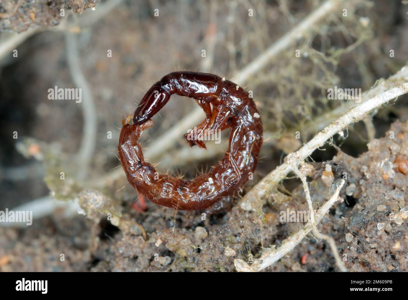 The larva of a predatory beetle of the family rowe beetles ...