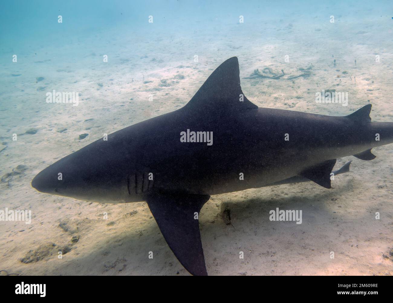 Bull Shark (Carcharhinus leucas) in Bimini, Bahamas Stock Photo - Alamy