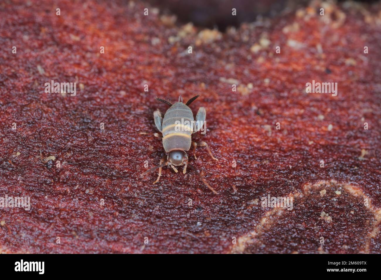 Ant loving cricket, Ant cricket, Myrmecophilous cricket, Ant's nest ...