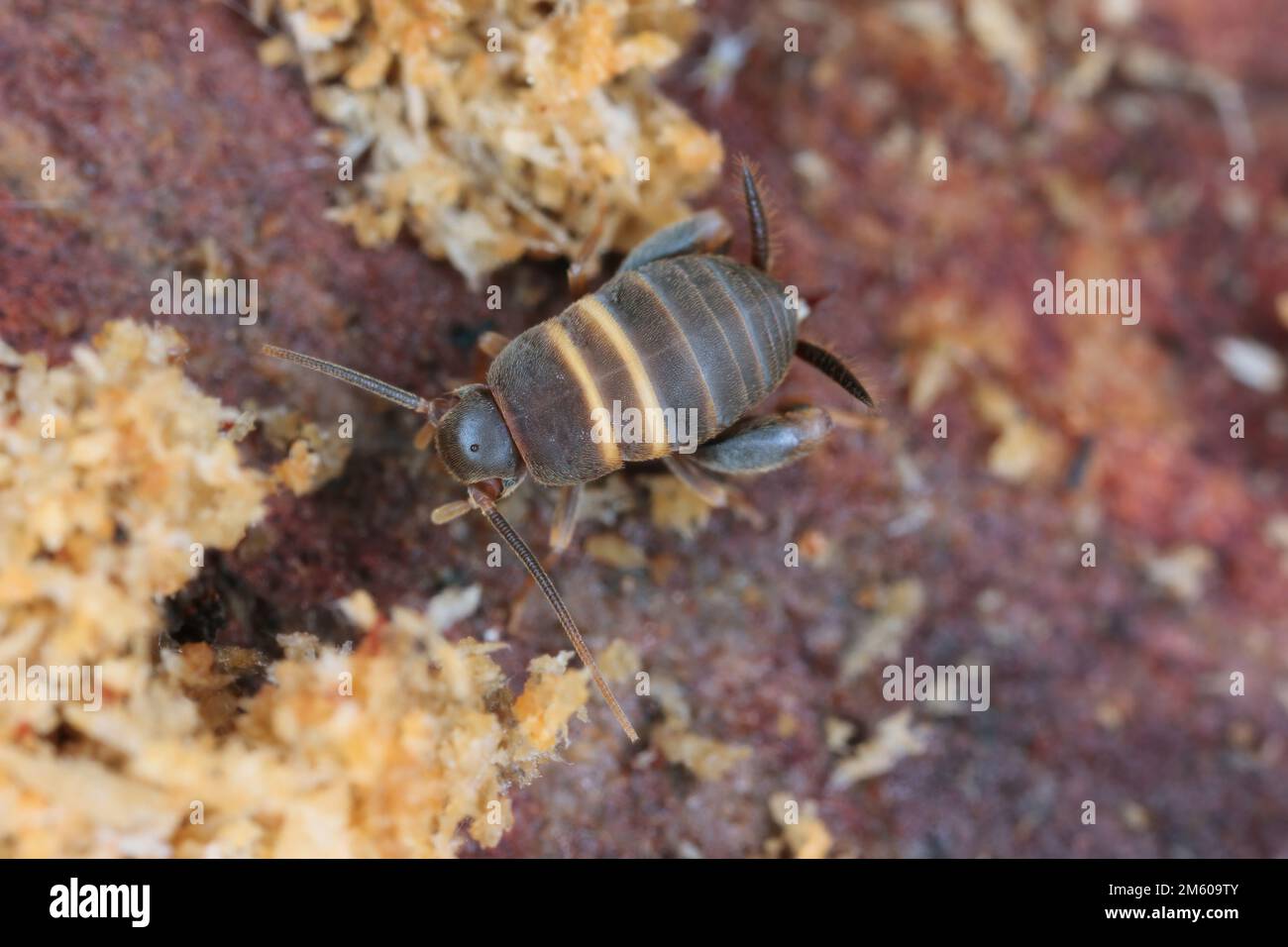 Ant loving cricket, Ant cricket, Myrmecophilous cricket, Ant's nest ...