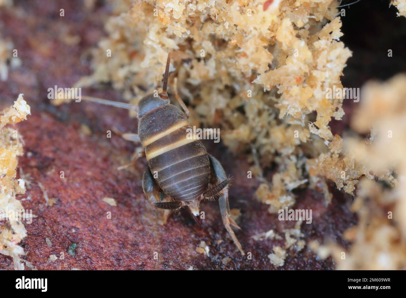 Ant loving cricket, Ant cricket, Myrmecophilous cricket, Ant's nest ...
