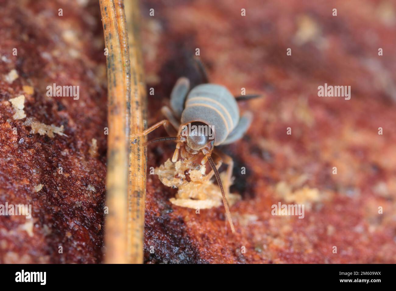 Ant loving cricket, Ant cricket, Myrmecophilous cricket, Ant's nest ...