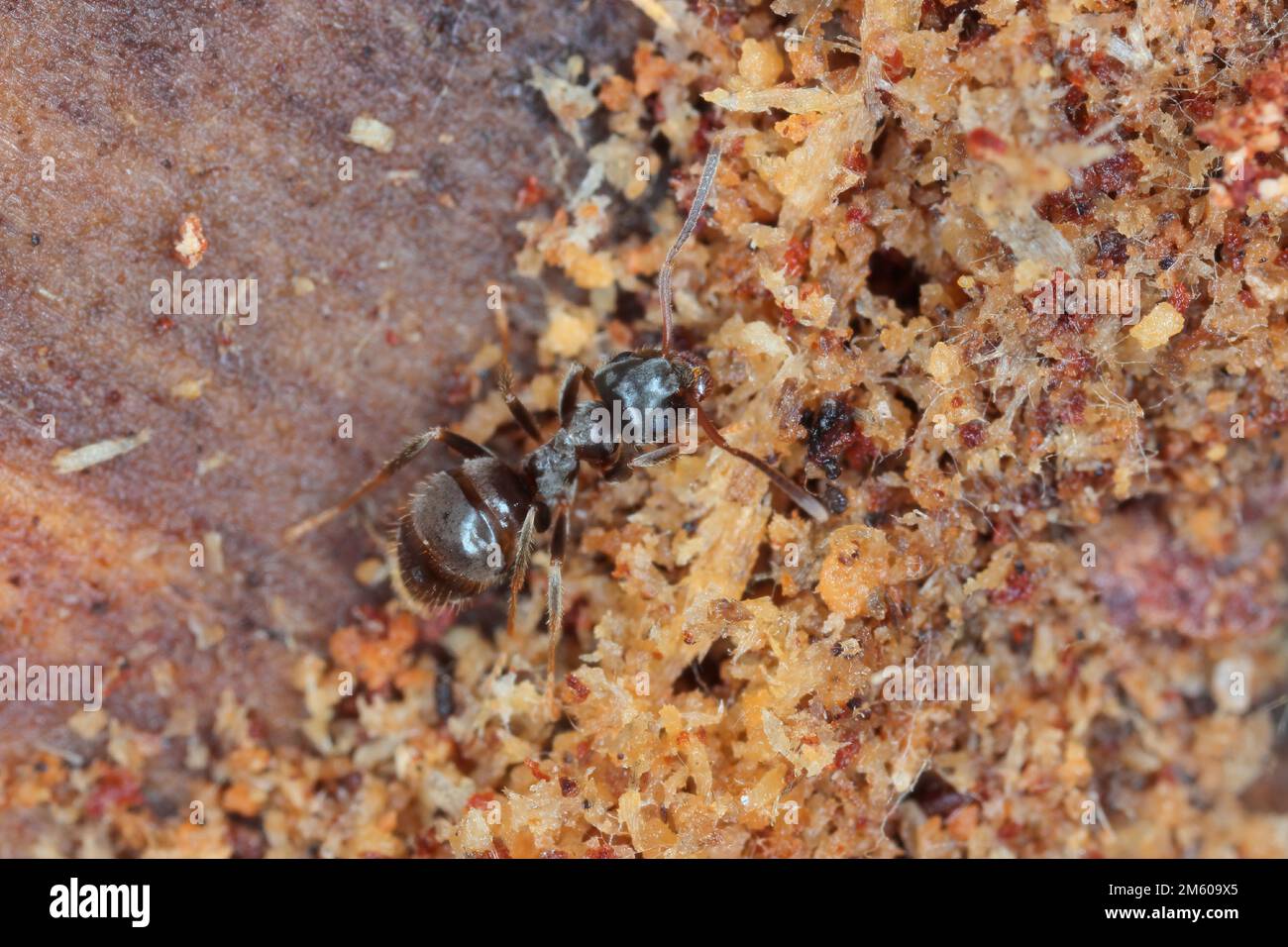 Big black ant hi-res stock photography and images - Alamy