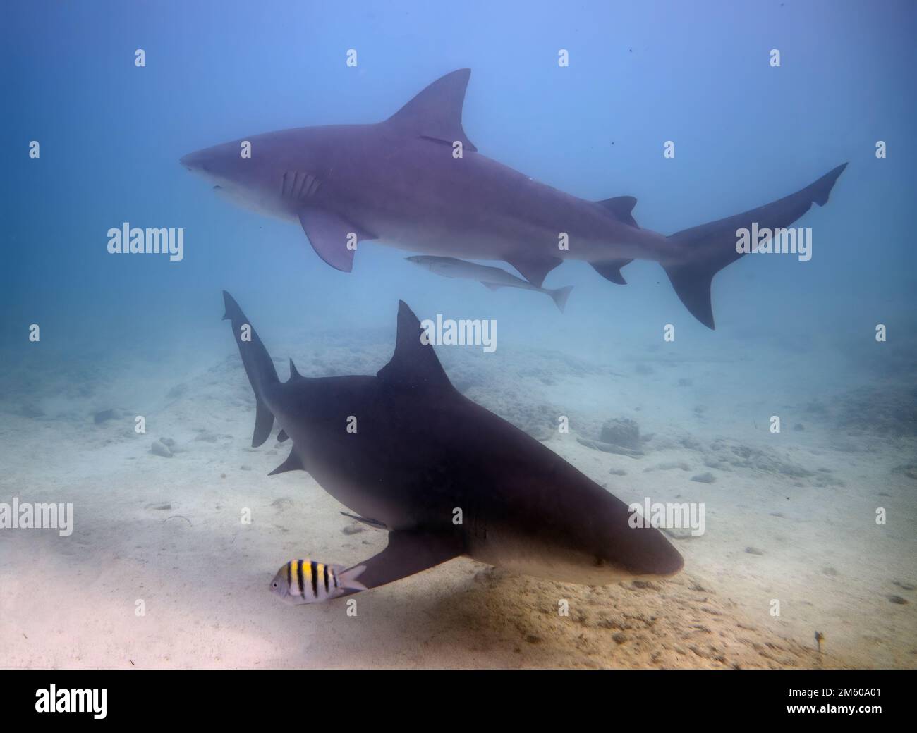 Bull Shark (Carcharhinus leucas) in Bimini, Bahamas Stock Photo - Alamy