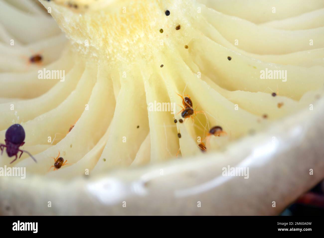 Linopode - linopodes motatorius, a really small creature of mites can ...