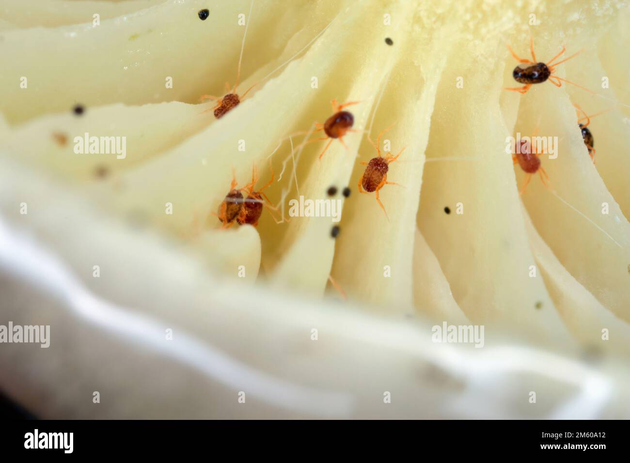 Linopode - linopodes motatorius, a really small creature of mites can ...