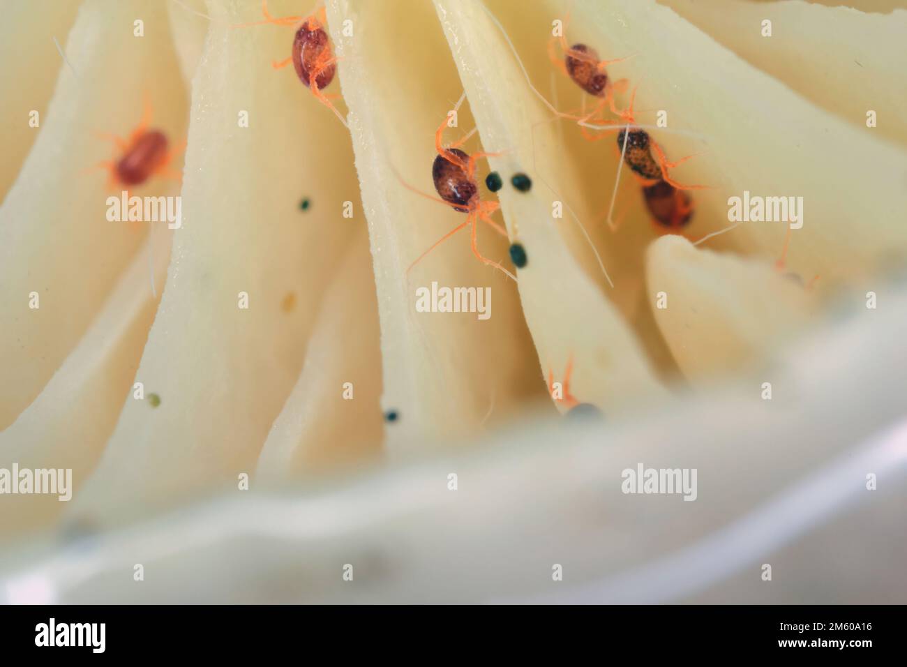 Linopode - linopodes motatorius, a really small creature of mites can ...