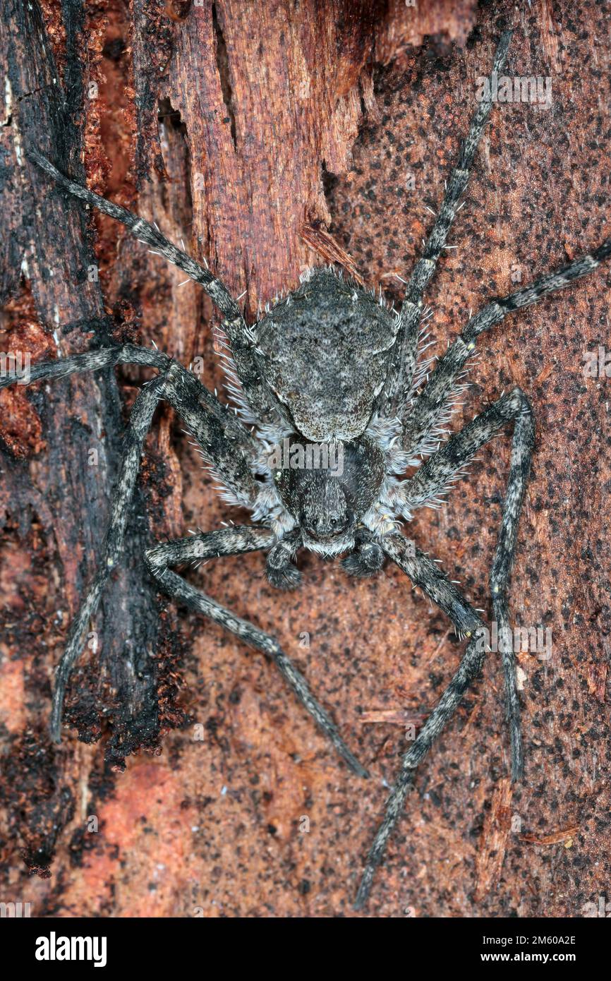 A forest spider on the wood of a tree. A predator that preys on other ...