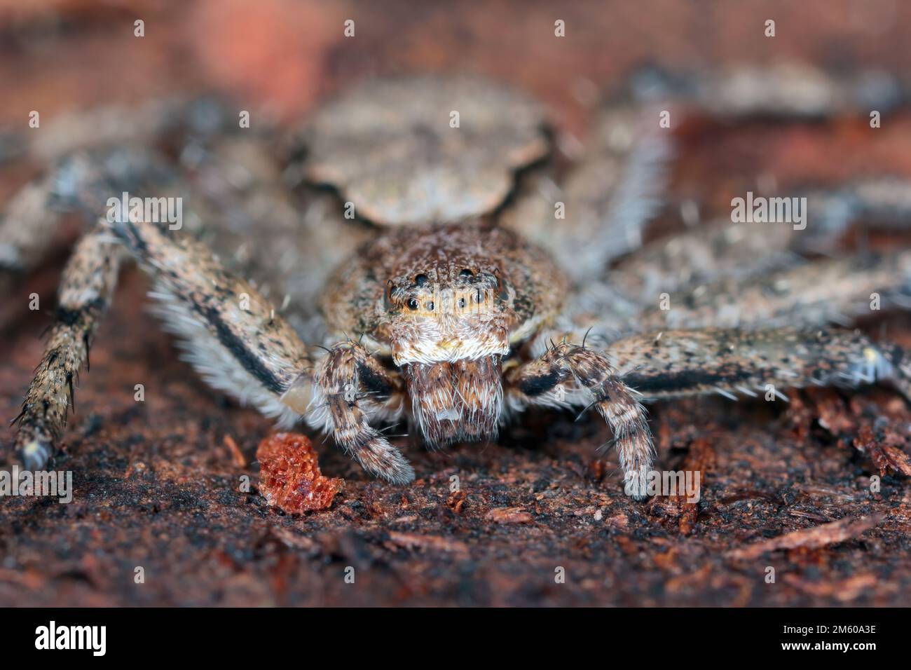 A forest spider on the wood of a tree. A predator that preys on other ...