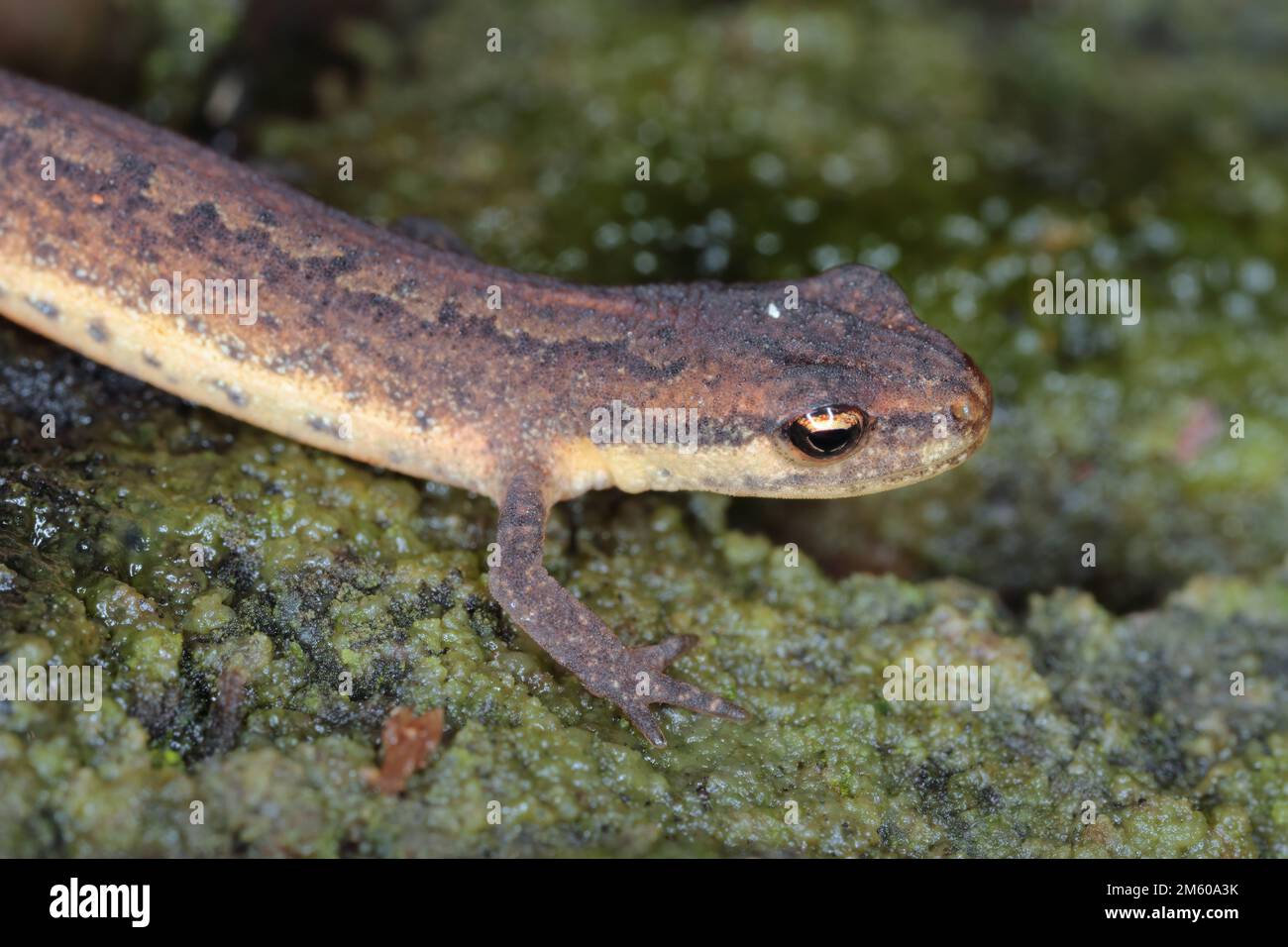 Lissotriton vulgaris, known as the smooth newt or the common newt. An ...