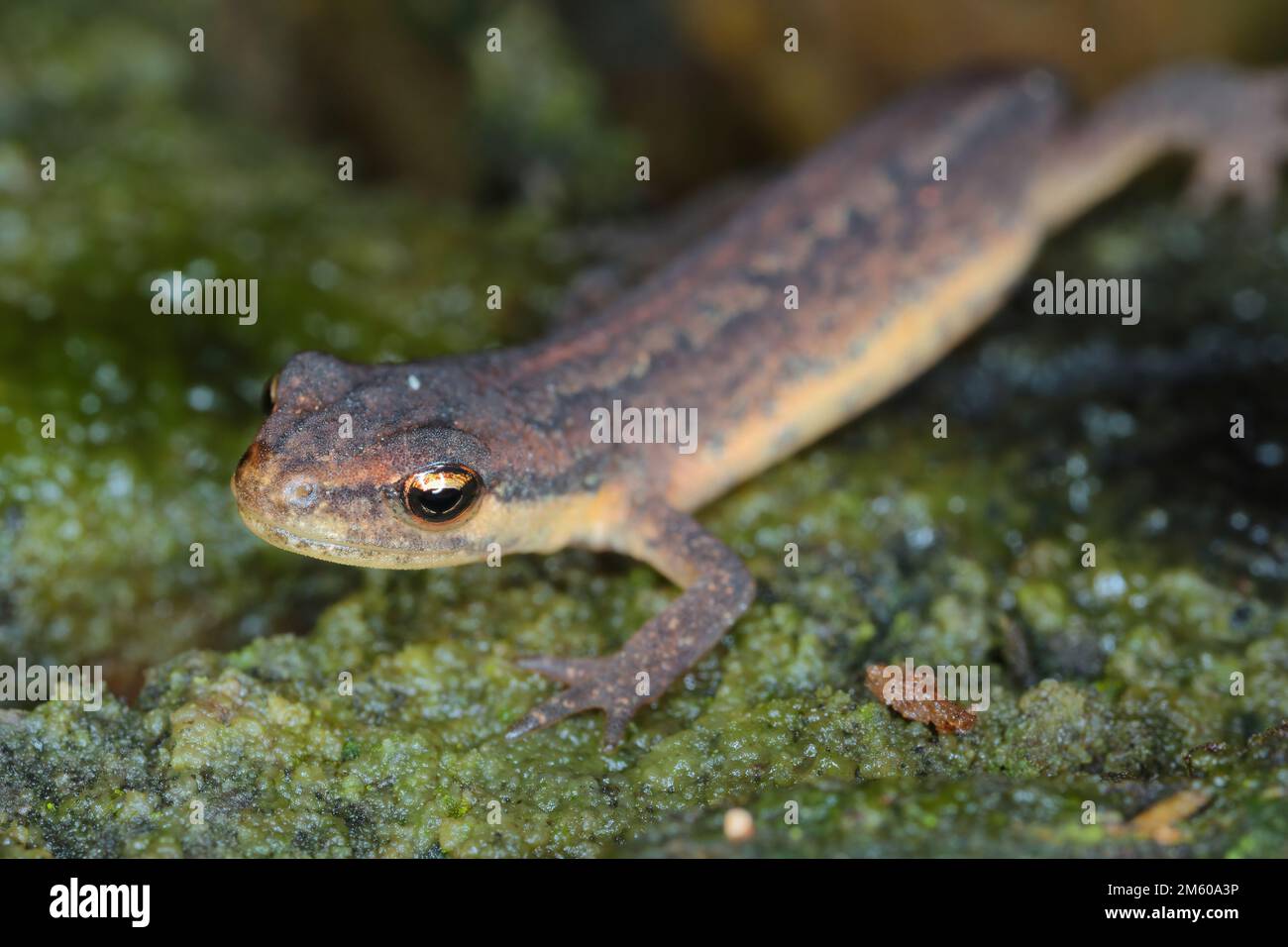 Lissotriton vulgaris, known as the smooth newt or the common newt. An ...