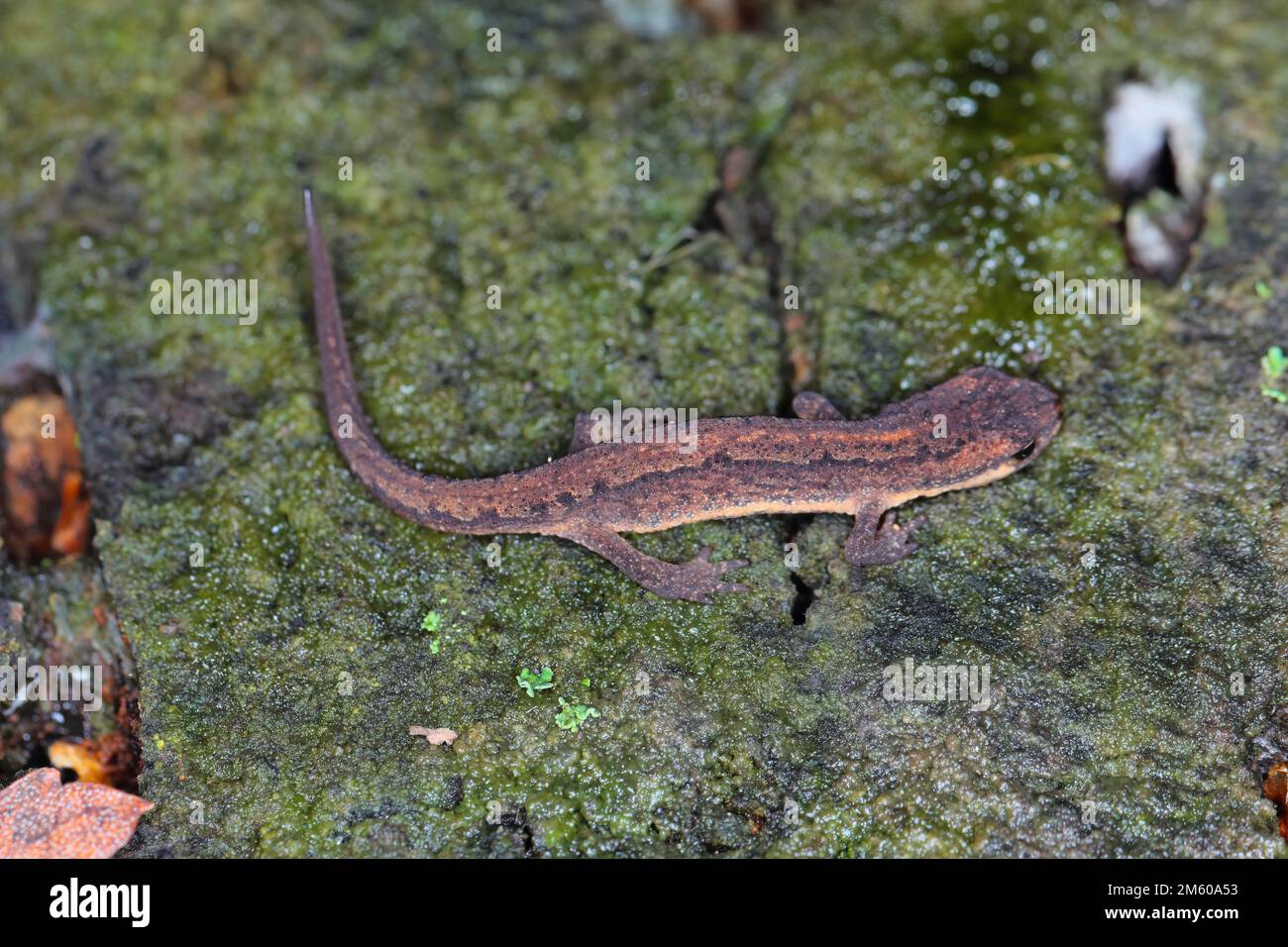 Lissotriton vulgaris, known as the smooth newt or the common newt. An ...