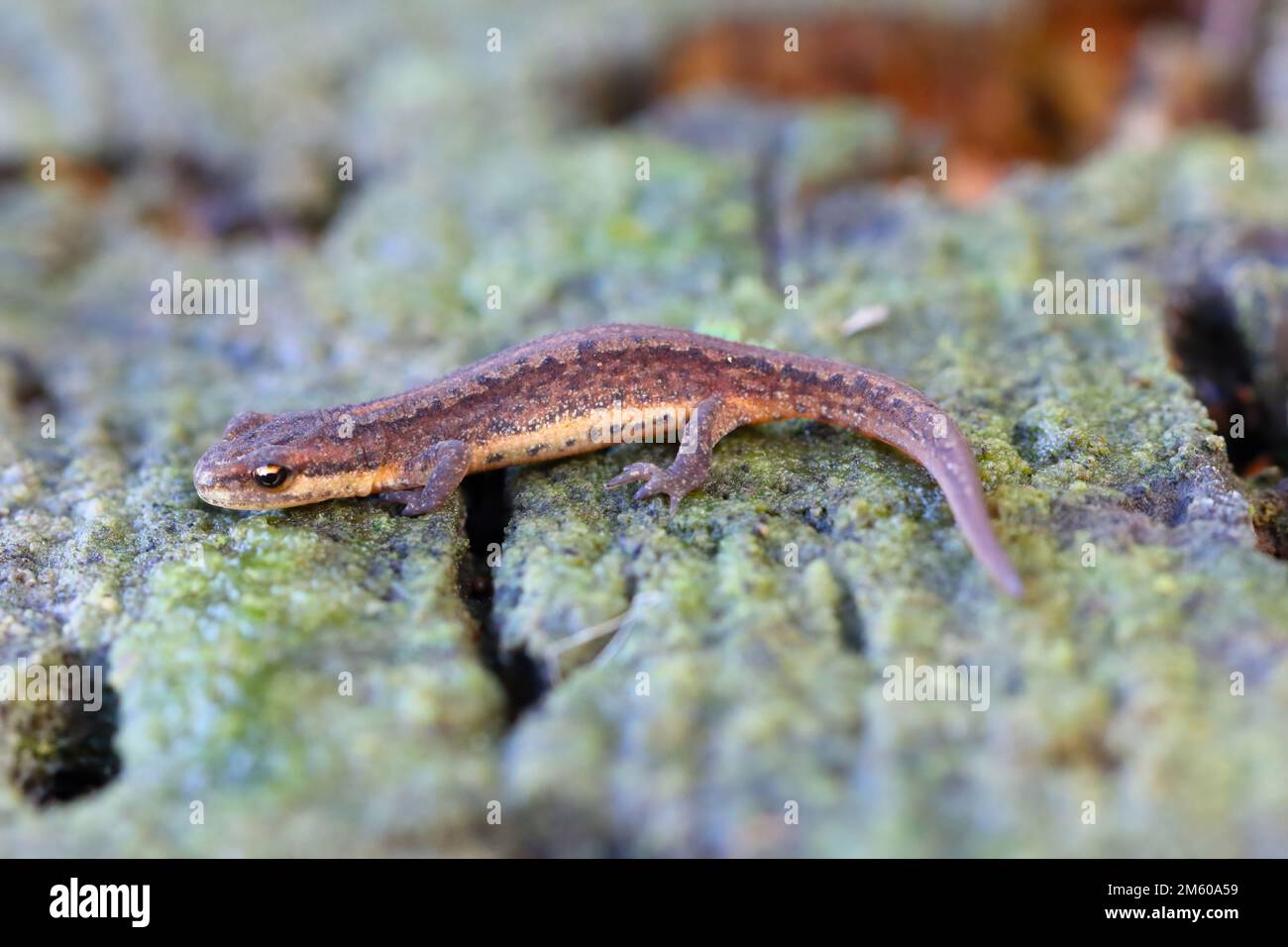 Lissotriton vulgaris, known as the smooth newt or the common newt. An ...