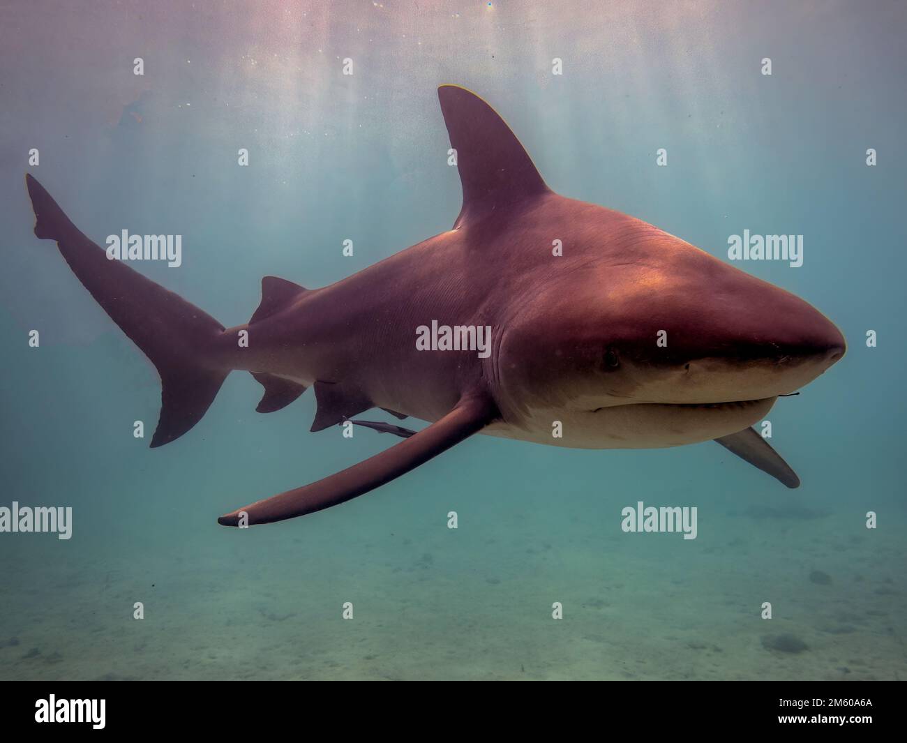 Bull Shark (Carcharhinus leucas) in Bimini, Bahamas Stock Photo - Alamy