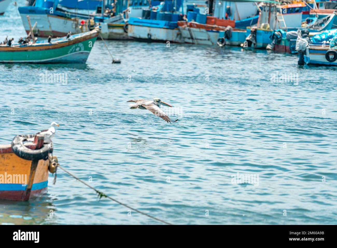 Peru - September 21, 2022: A pelican flies over the ocean near fishing ...