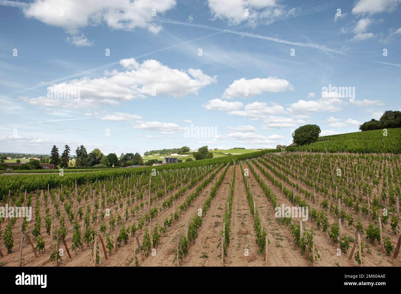 Vineyards in rows winery hi-res stock photography and images - Alamy