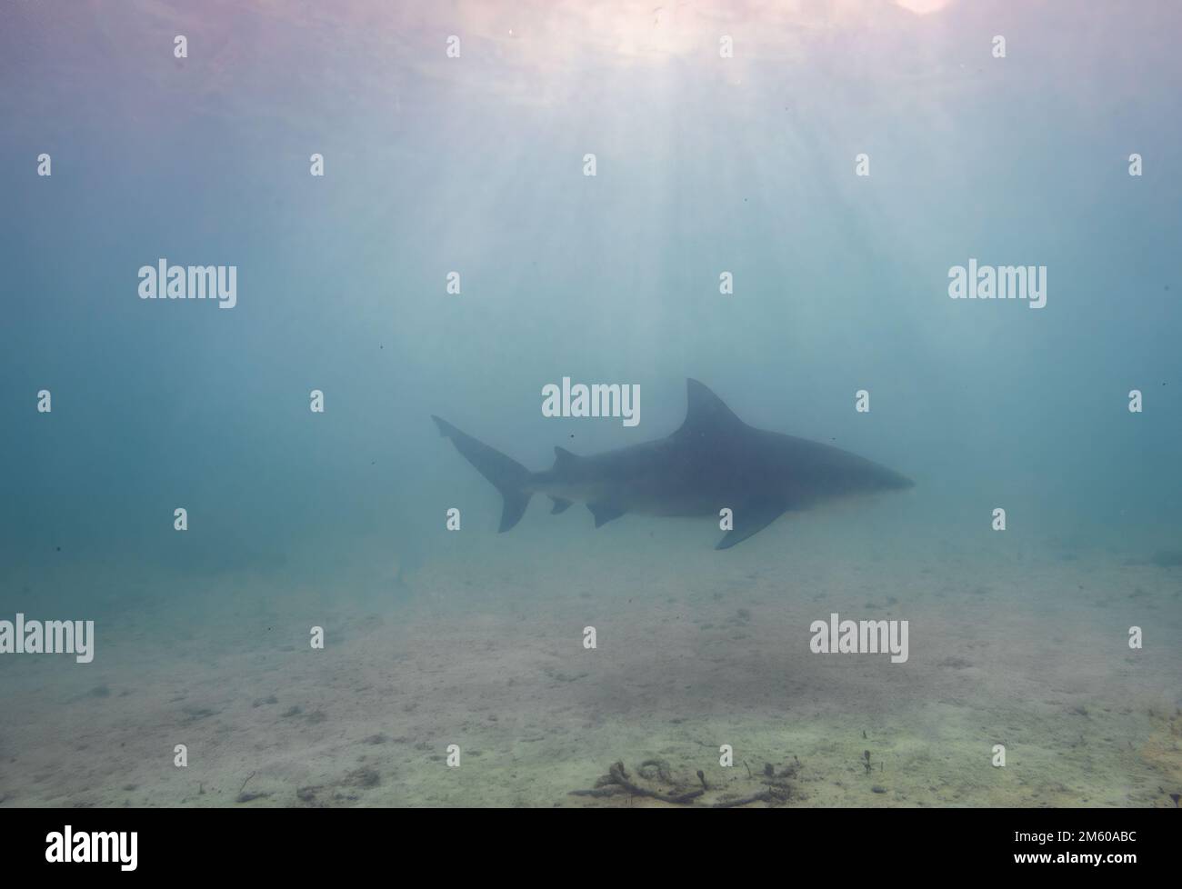 Bull Shark (Carcharhinus leucas) in Bimini, Bahamas Stock Photo - Alamy