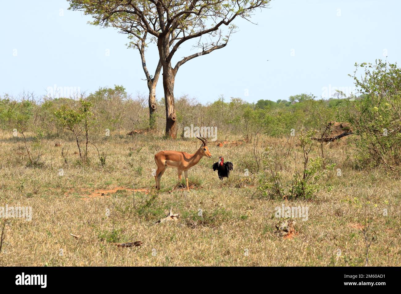 Impala and Southern Ground Hornbill (Bucorvus leadbeateri), Kruger ...