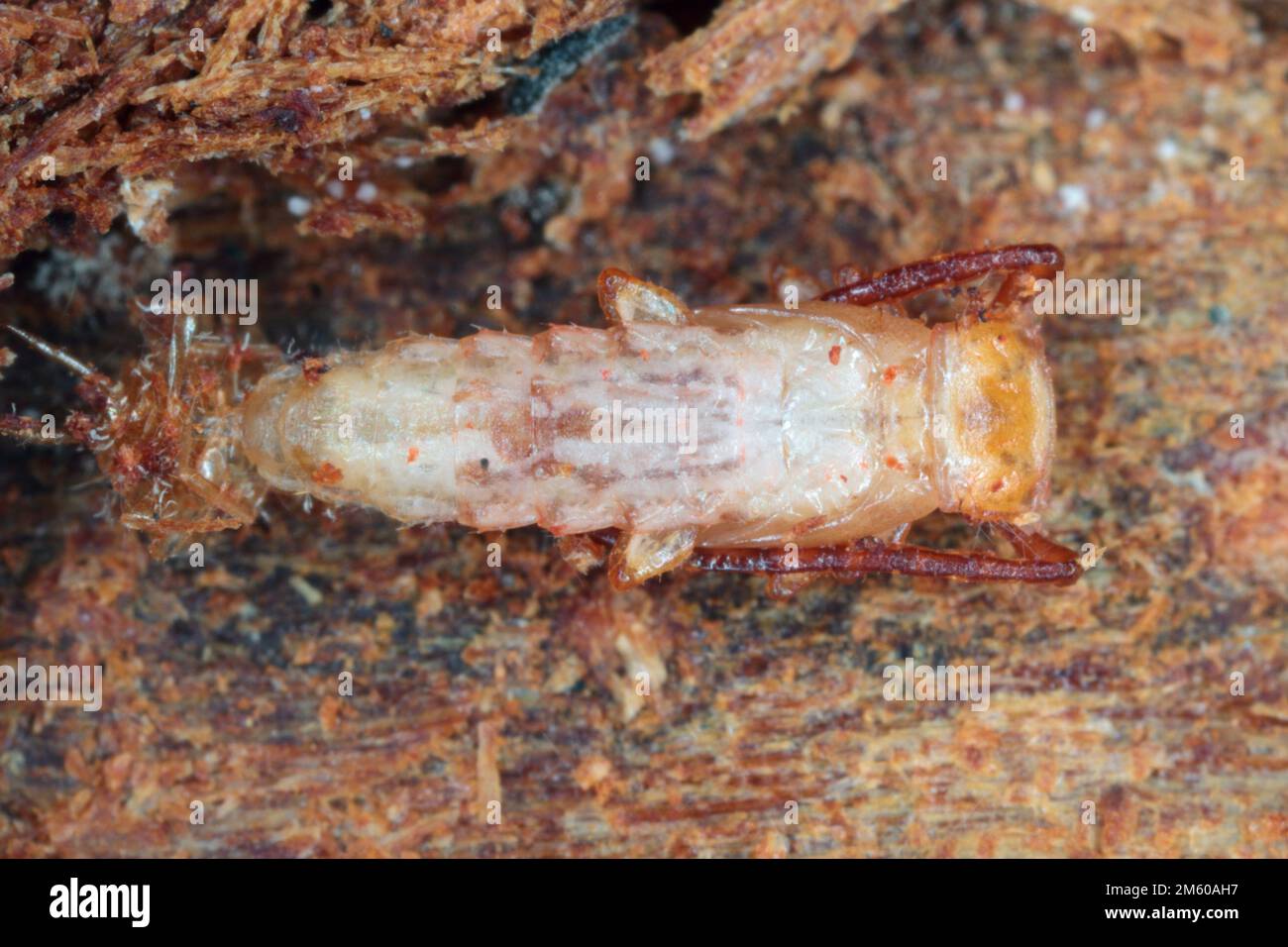 Closeup on pupa of silvanid flat bark beetle, Uleiota planata, hiding ...