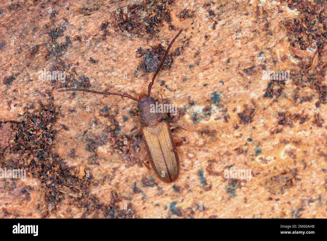 Closeup on silvanid flat bark beetle, Uleiota planata, hiding under a ...