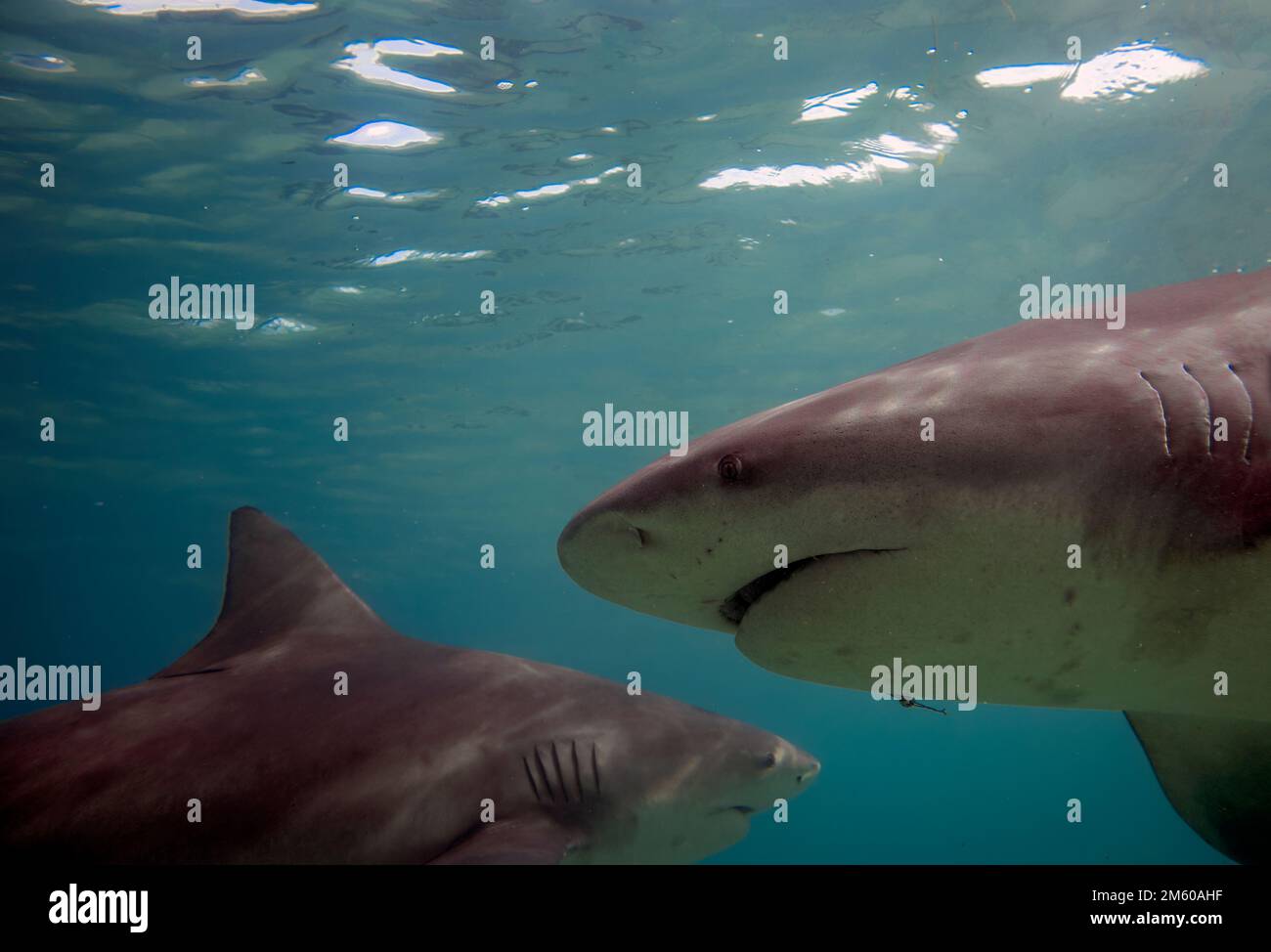Bull Shark (Carcharhinus leucas) in Bimini, Bahamas Stock Photo - Alamy