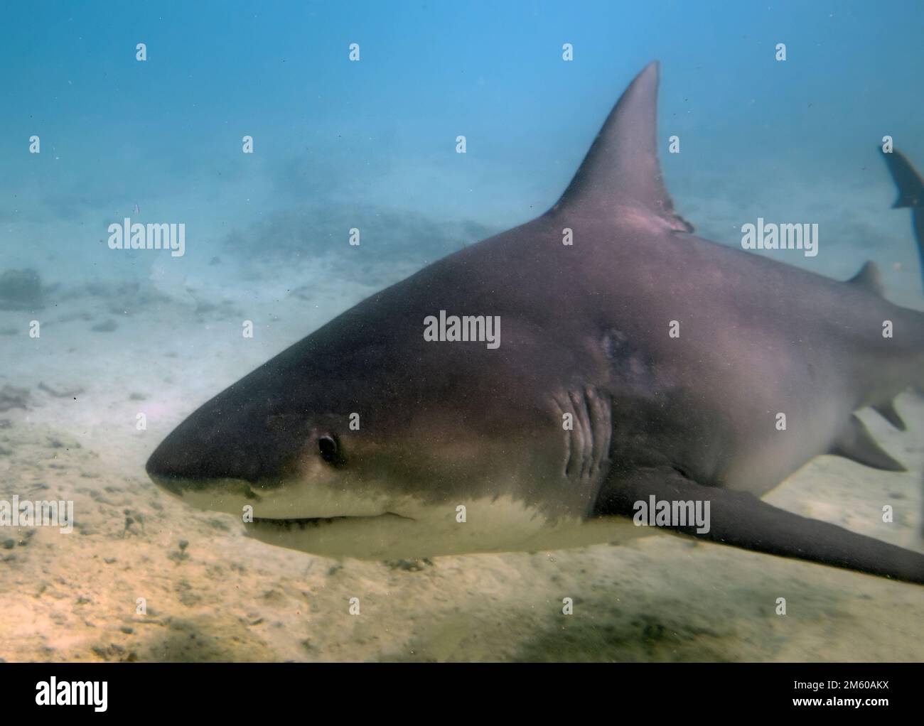 Bull Shark (Carcharhinus leucas) in Bimini, Bahamas Stock Photo - Alamy