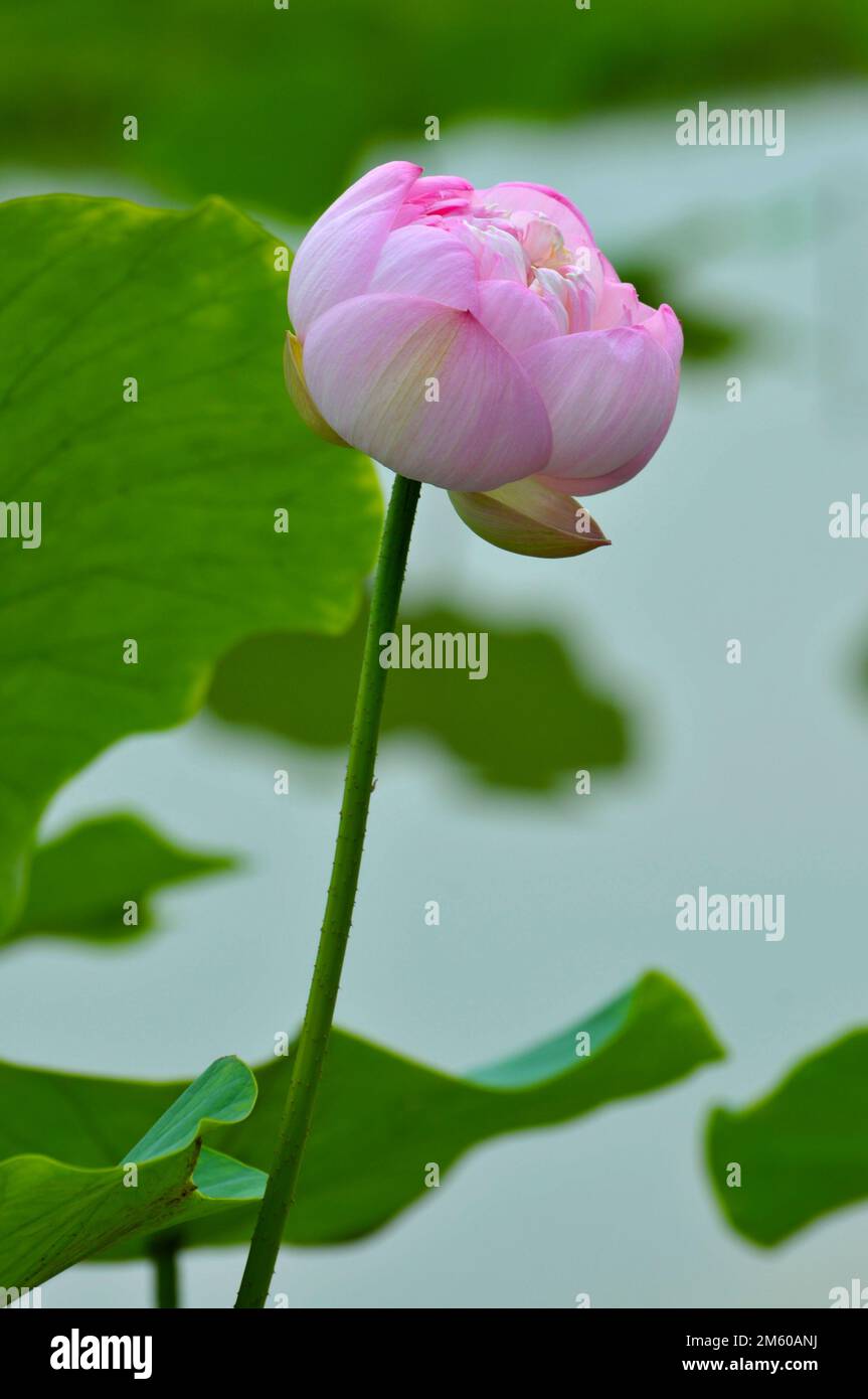 Blossoming lotus flowers Stock Photo - Alamy