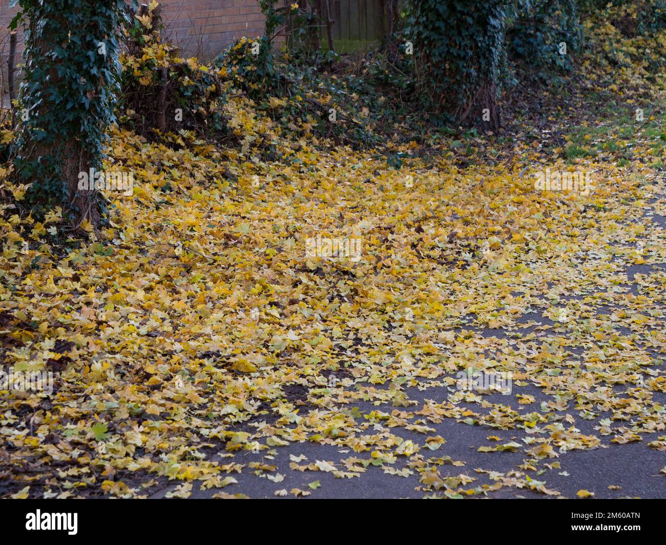 English maple tree hi-res stock photography and images - Alamy