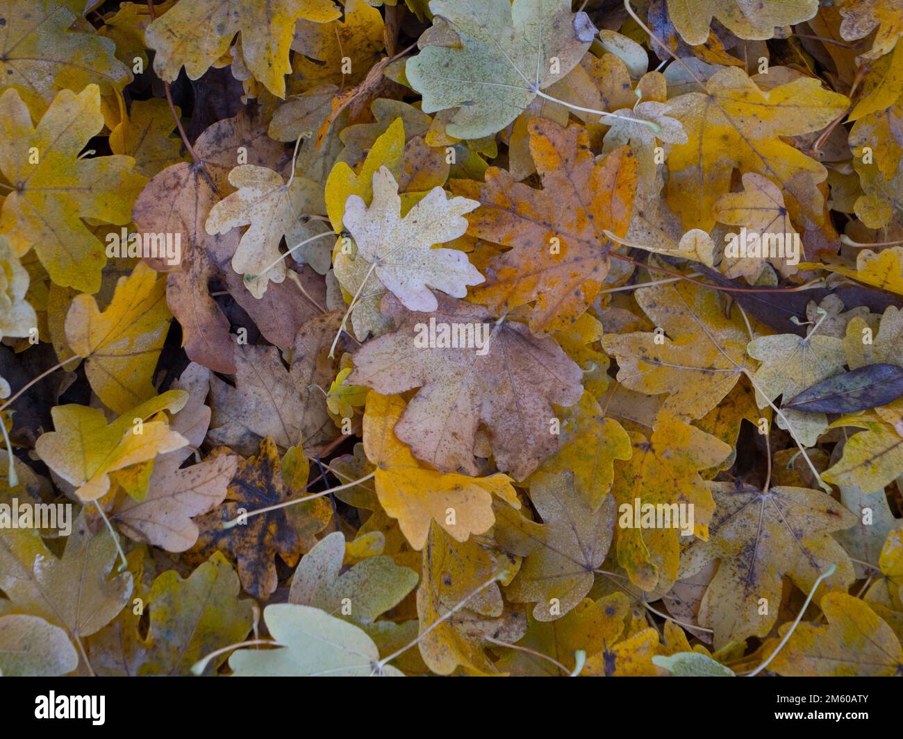 English elder tree hi-res stock photography and images - Alamy