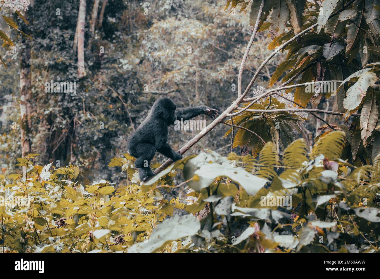 Gorilla climbing tree hi-res stock photography and images - Alamy