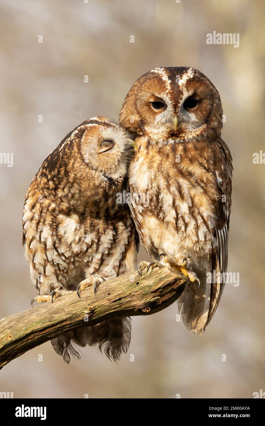 Tawny owls hi-res stock photography and images - Alamy