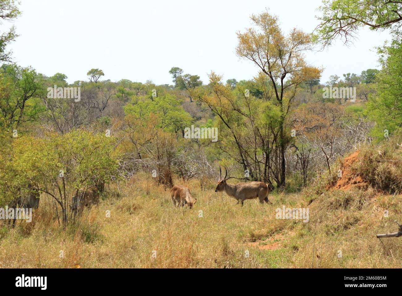 waterbuck in the vegetation of the veld in the Kruger Park in South ...