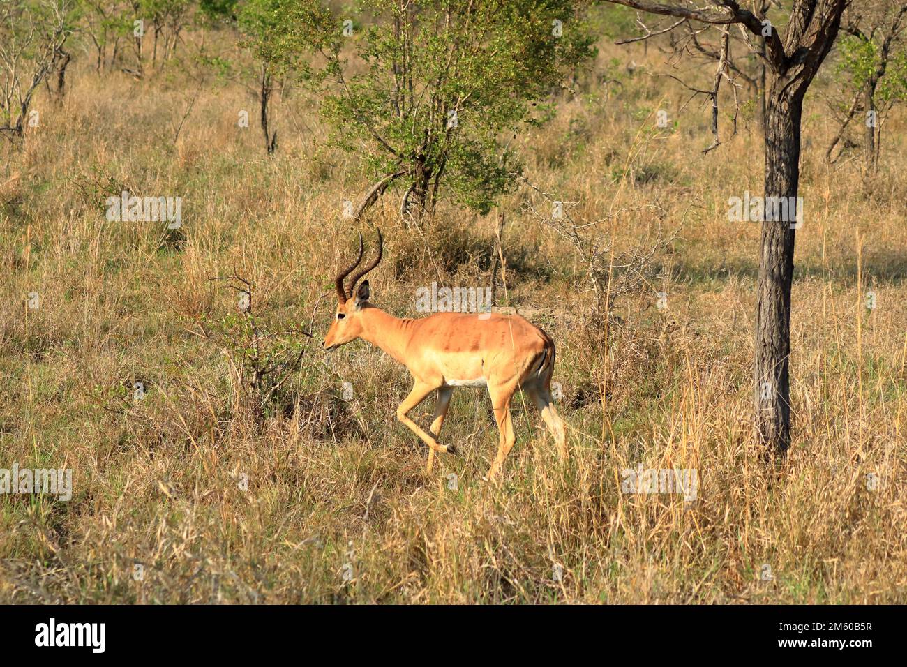 One impala buck facing the tourist at the Kruger National Park in South ...