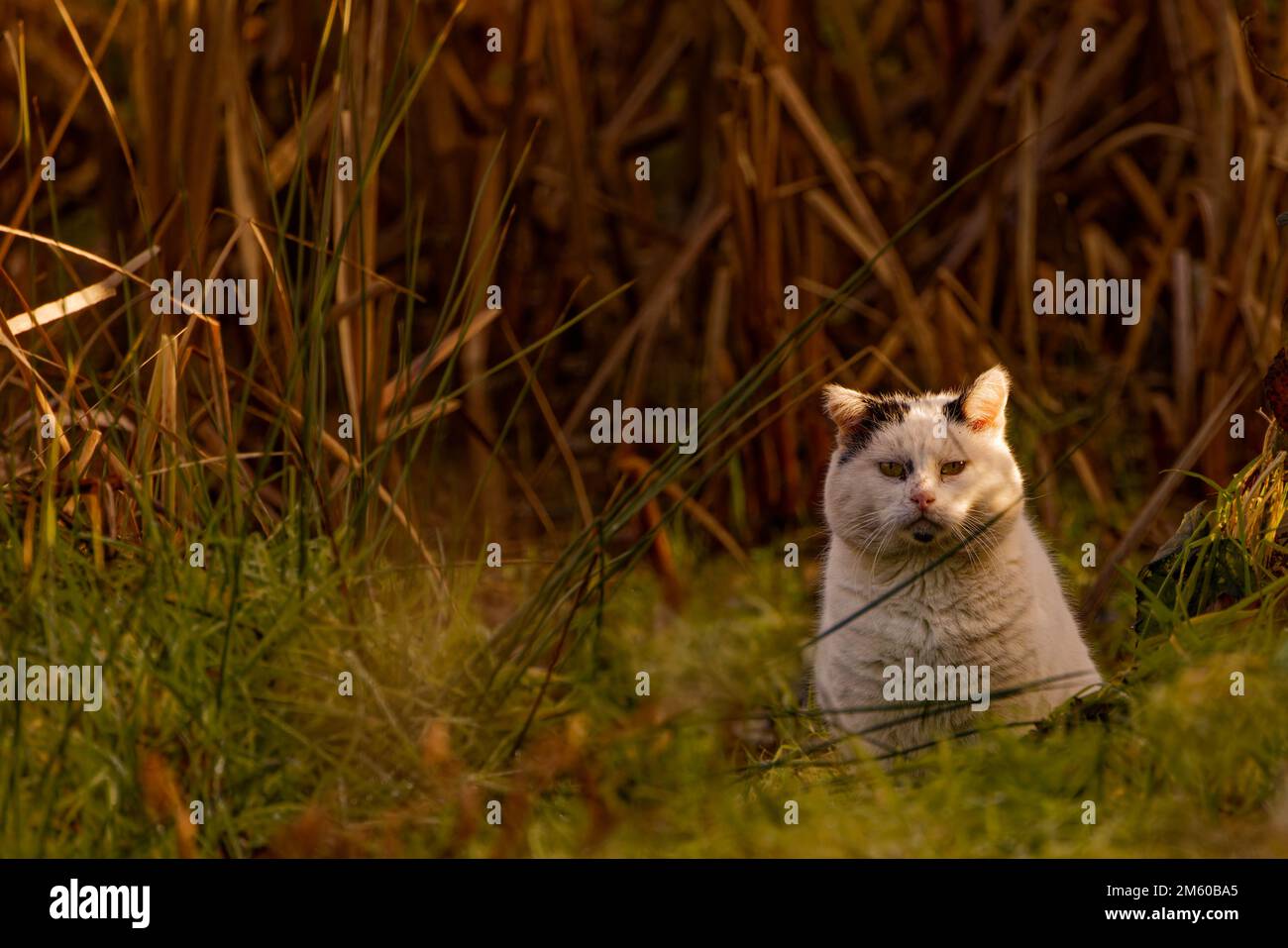 Domestic cat stalking prey hi-res stock photography and images - Alamy