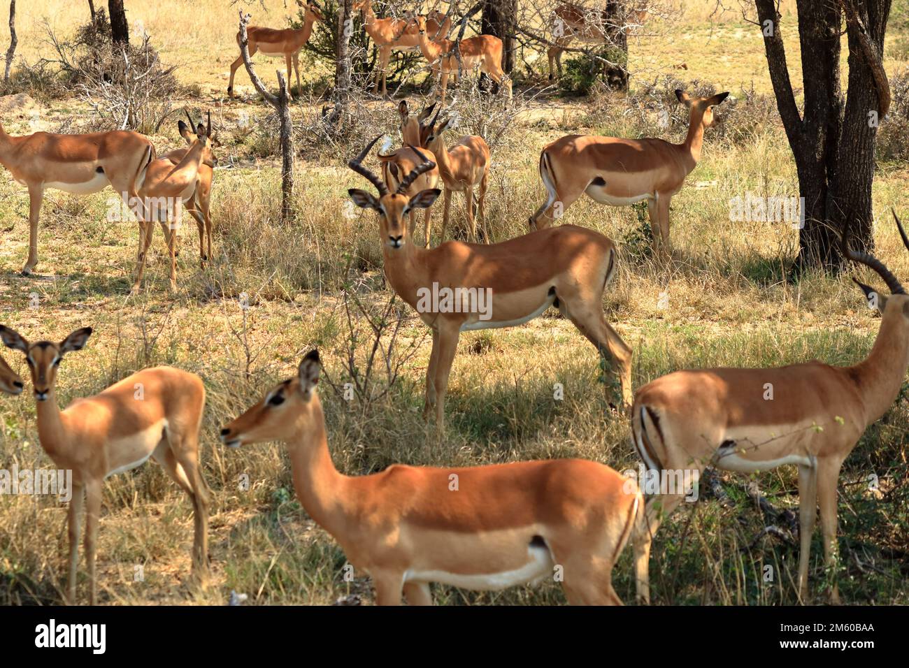 Herd of Impala in Kruger National Park, South Africa Stock Photo - Alamy