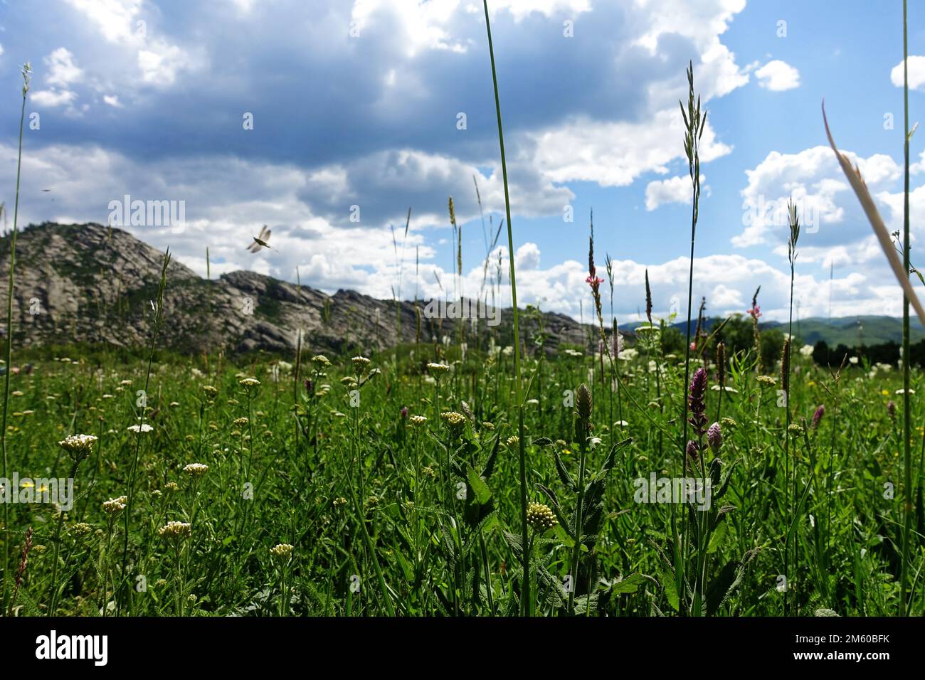 Nature of East Kazakhstan, summer day, mountains, fields, grass Stock ...