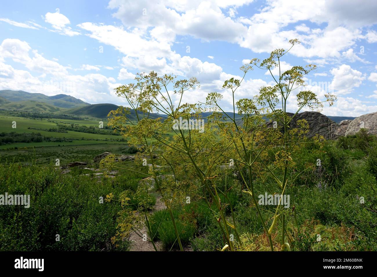 Nature of East Kazakhstan, summer day, mountains, fields, grass Stock ...