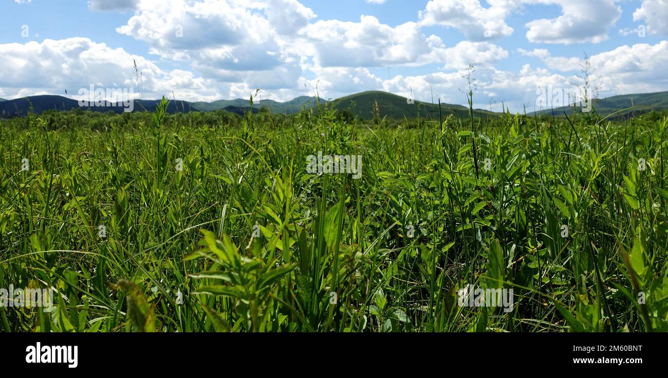 Nature of East Kazakhstan, summer day, mountains, fields, grass Stock ...
