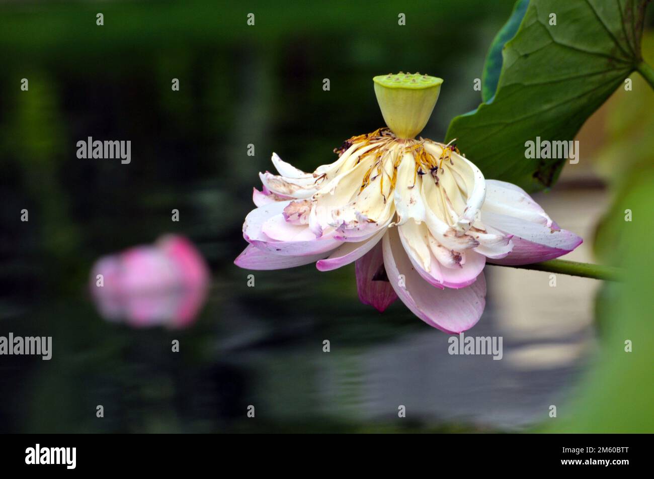 Blossoming lotus flower Stock Photo - Alamy