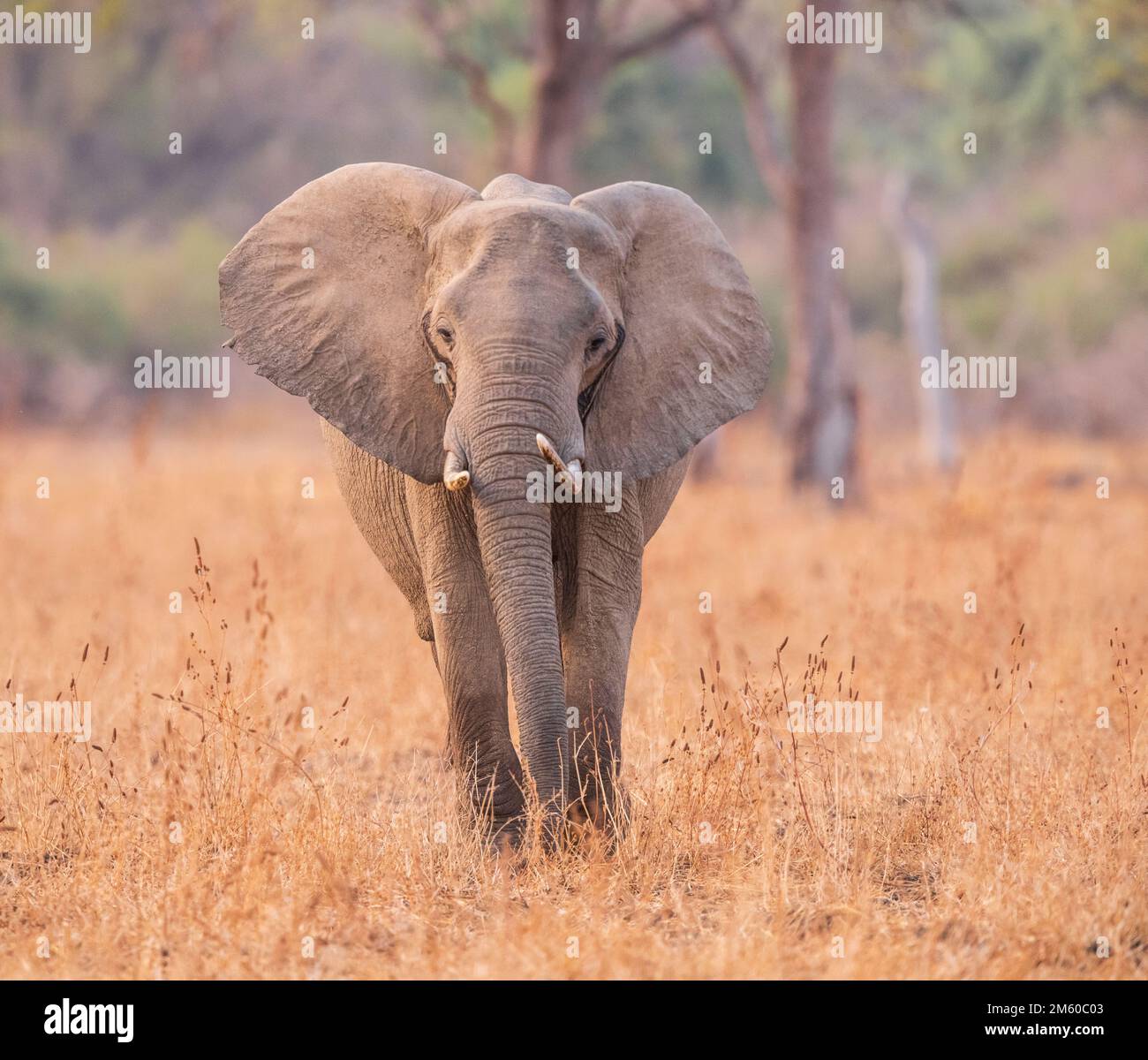 Image of an elephant in south luangwa national park in zambia Stock ...