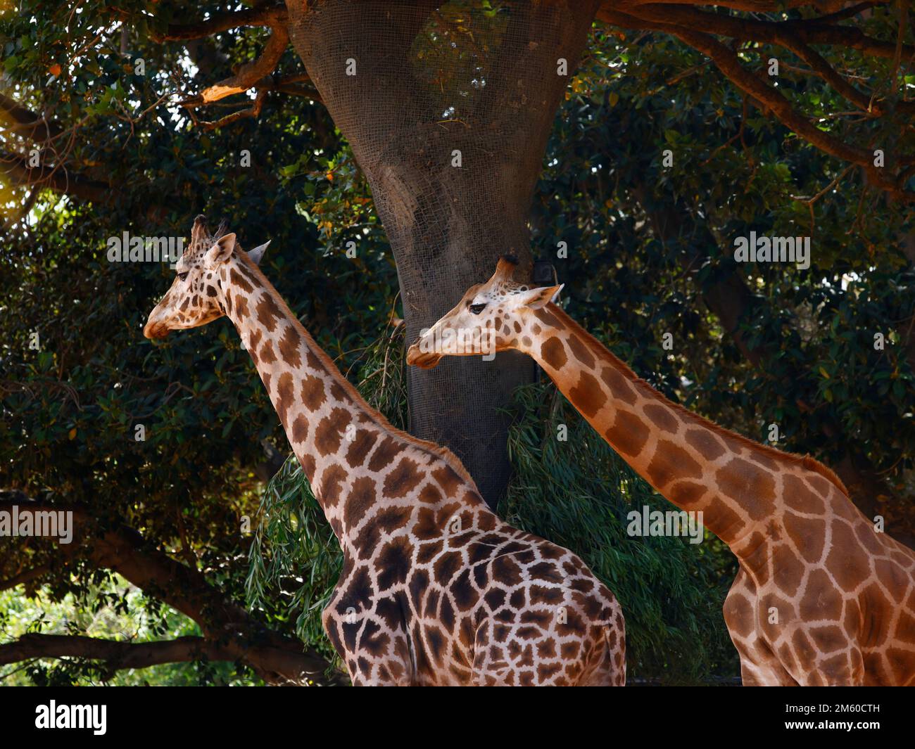 Saving giraffes hi-res stock photography and images - Alamy